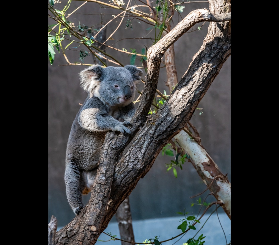 Koalabär